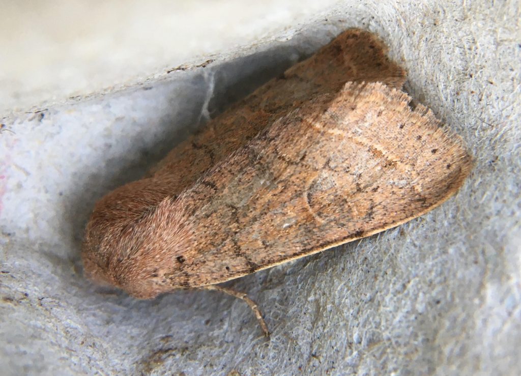 Wren Conservation Group