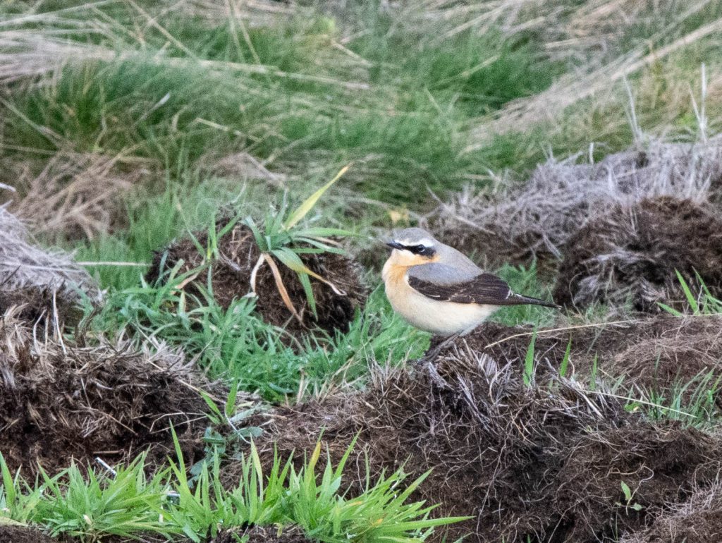 Wren Conservation Group